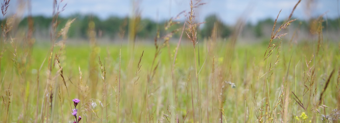 Easy Living Yards Header | Easy Living Yards