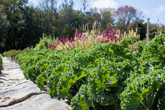 Kale Border | Easy Living Yards
