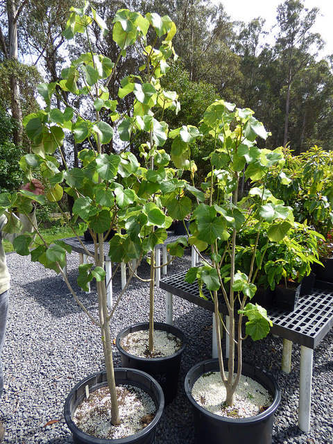 Potted Trees | Easy Living Yards