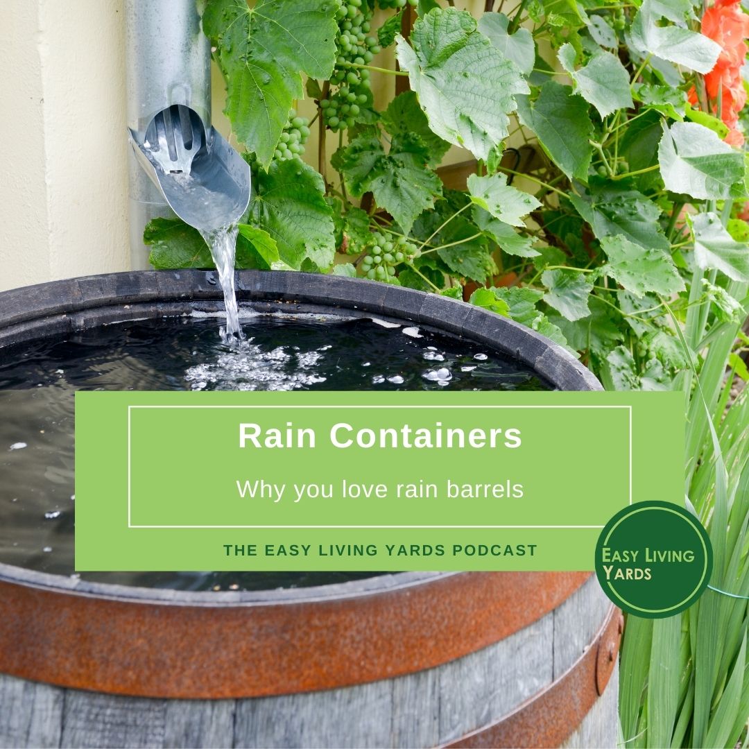 rainwater harvesting | Easy Living Yards
